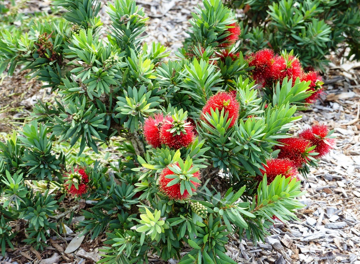 National Park Odyssey: Pelican Forest Track, Pelican Waters, Golden ...