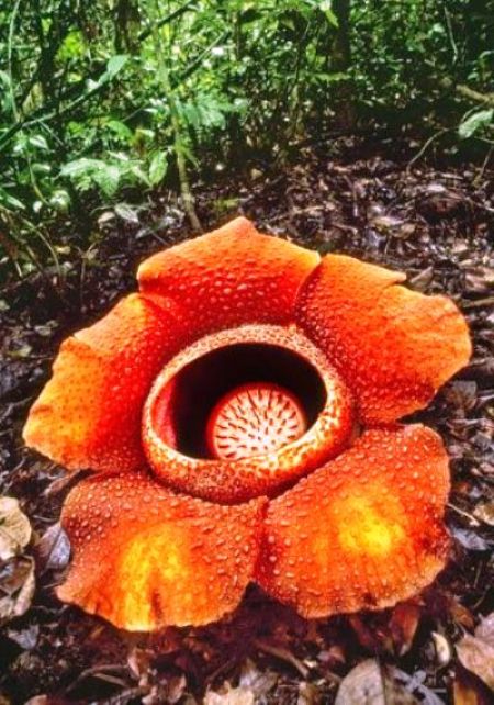 RAFFLESIA ARNOLDII FLOWER photos - wallpapers | the fun bank