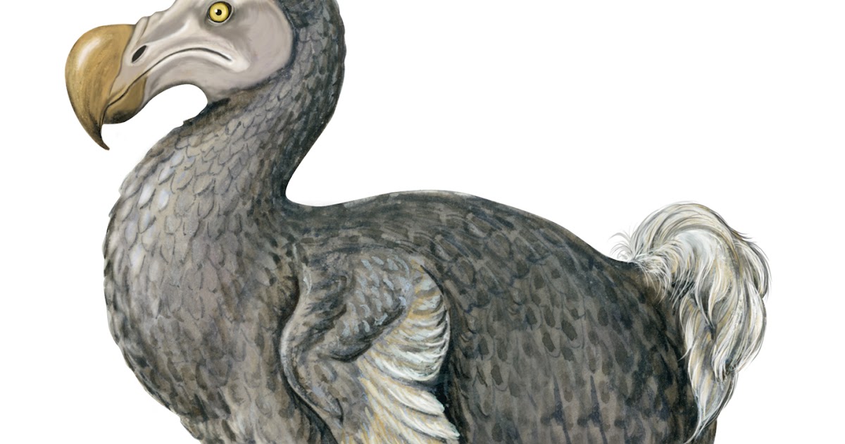 Marco Carnovale: The male dodo: are men necessary? (The Economist ...