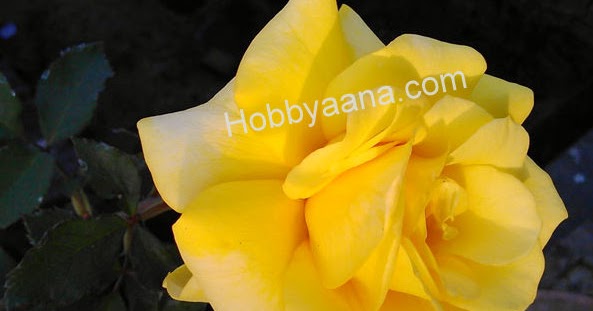 HOBBYAANA: rose gulab
