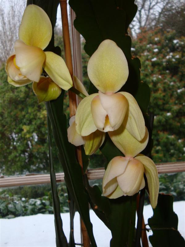 John Grimshaw's Garden Diary: Peloria