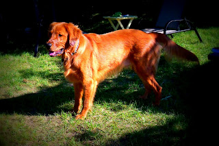 Full Court Press...3 to 1: Our Beautiful Red Golden Retriever Quinn!!!