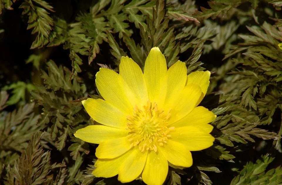 Amur Adonis Plant Profile - Mila Secret Garden