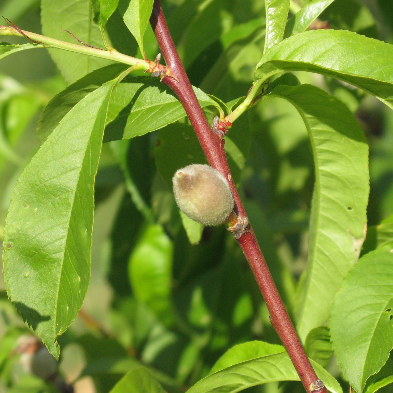 Permaculture Adventures; Spring Fruit Trees 2012 | Farmstead Adventures