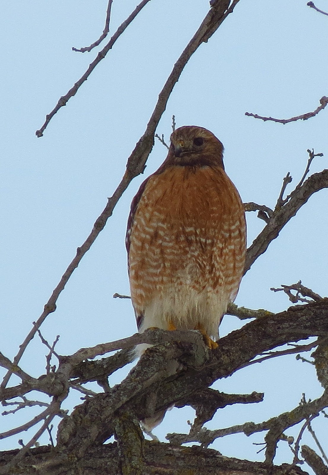 Red-shouldered Hawk, Hawkesville, Ontario - Travels With Birds