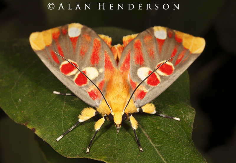 Minibeast Wildlife - Rainforest Encounters: Magical moths