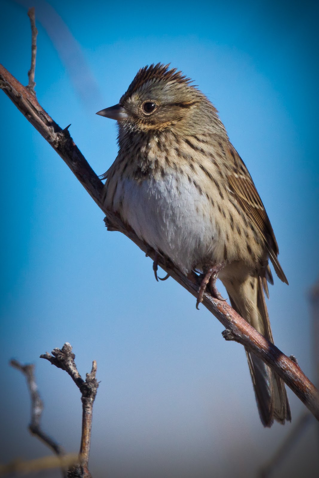 Feather Tailed Stories: Lincoln’s Sparrow