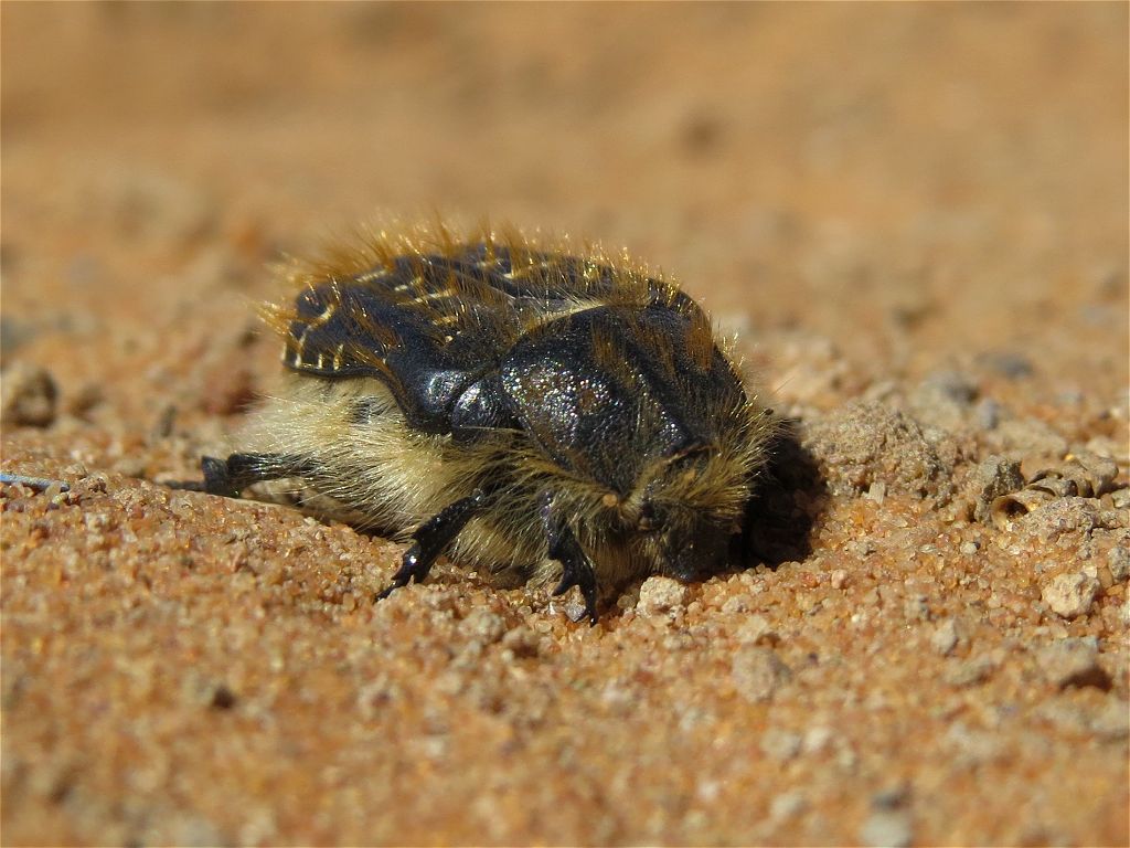 The Natural Stone: Morocco Wildlife