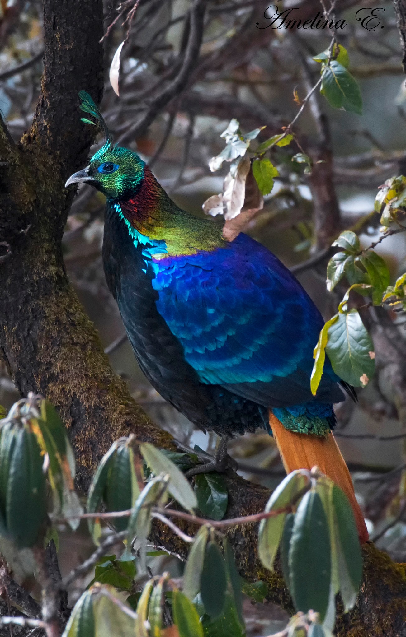 ZOOTHERA BIRDING BLOG: India Tour - Himalayan Monal Quest