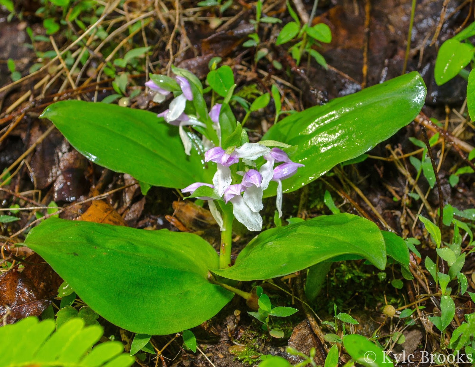 On the Subject of Nature: Six Orchids from Southern Ohio