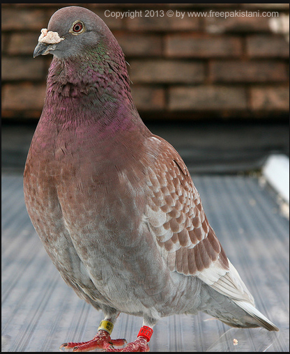 Birds Pigeons Pakistan: Red Racing Pigeon