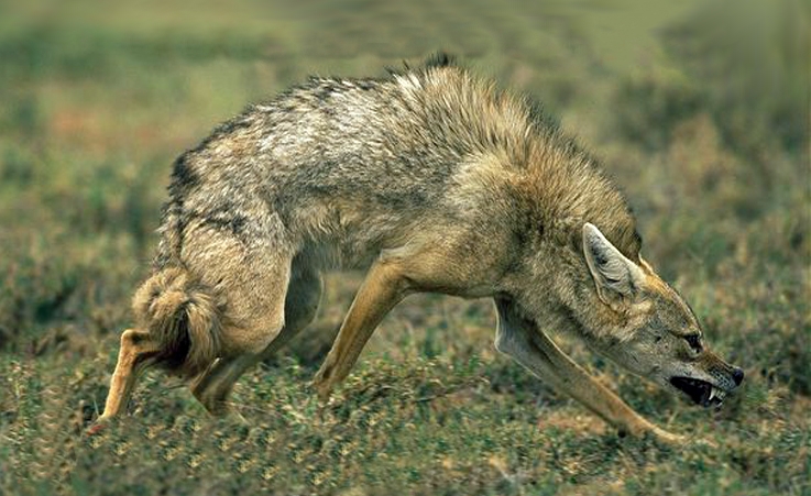Çakal Ahlakı Nedir