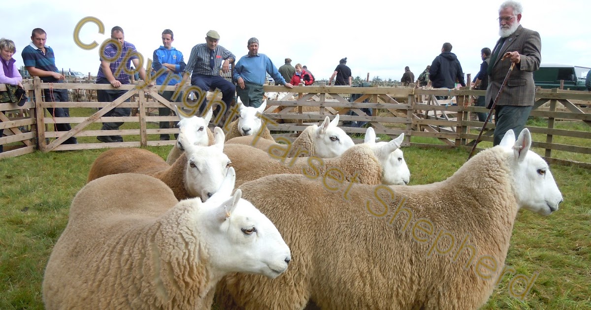 Shepherd's blog: pennymuir show 2011