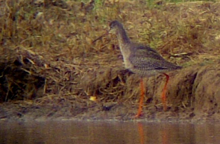Tophill Low Nature Reserve: Well spotted