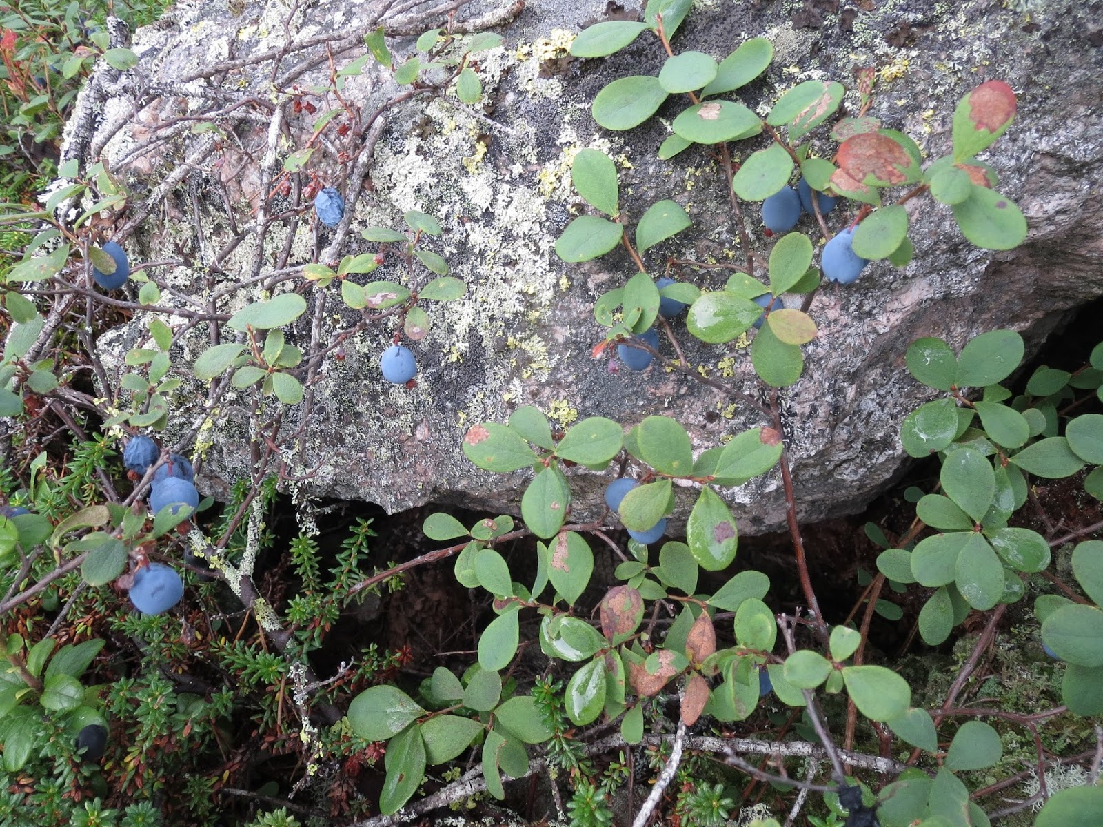 MC KUCKO: Jättiläisen luola