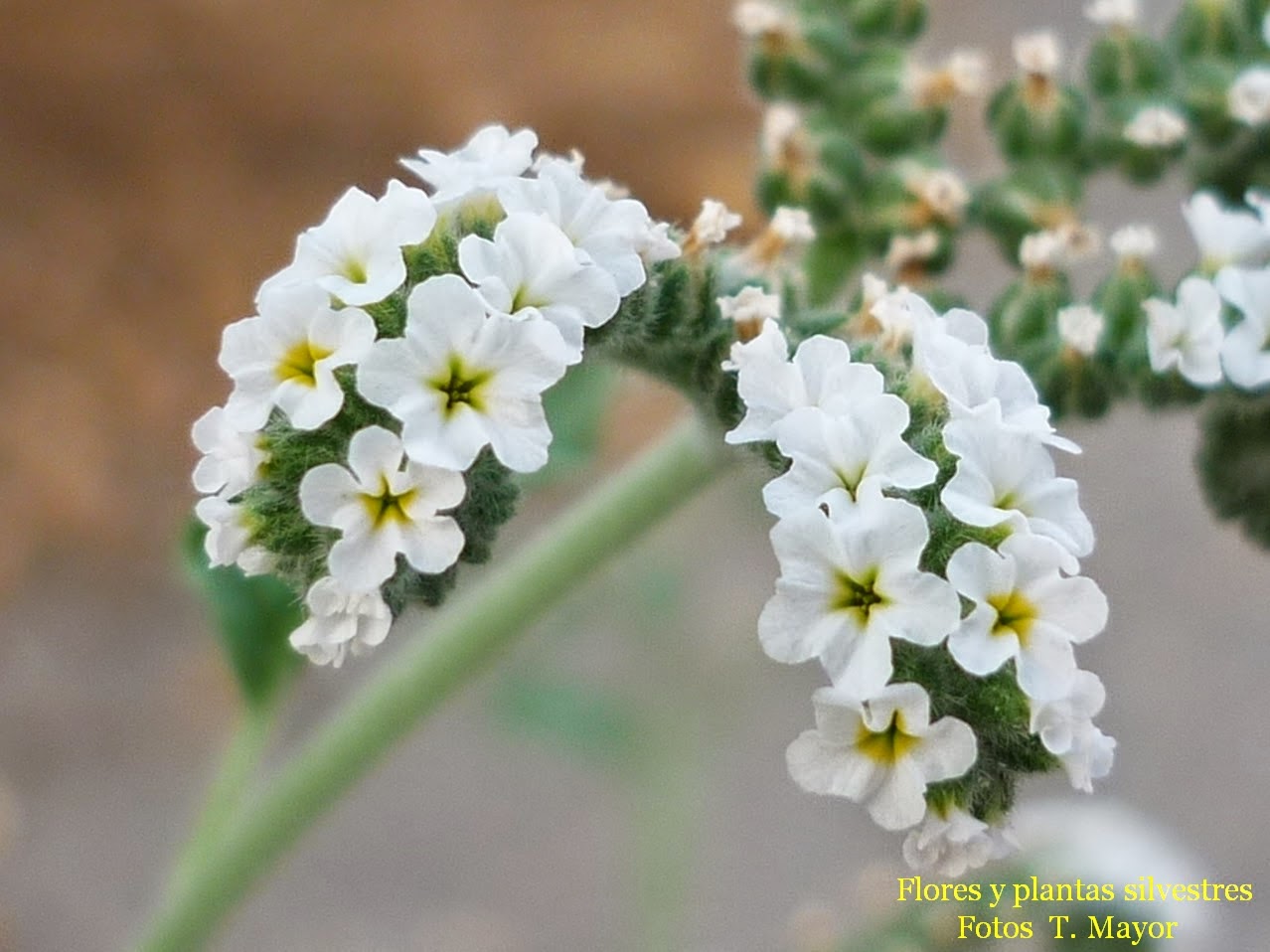 Flores y plantas silvestres: " Heliotropium europaeum ". Alacranera ...