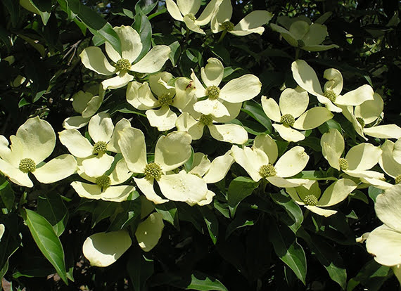 Cornus capitata Wall. 1820