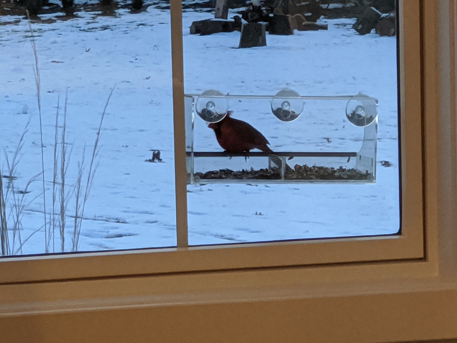 Cardinal Visit To Our Window Bird Feeder (Finally)