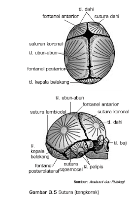 Sinatrosis - Our Akuntansi