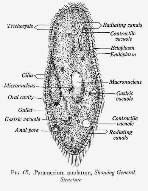 Oke Lolita Pratiwi: PARAMECIUM