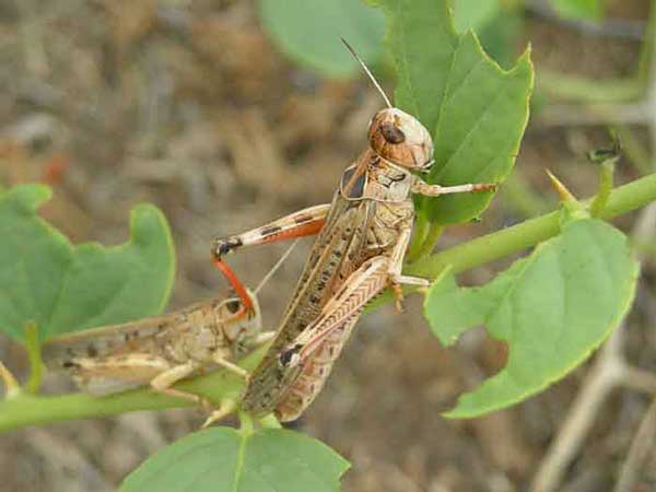 Retired--Now What?: Insect Behavior