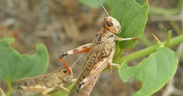 Retired--Now What?: Insect Behavior