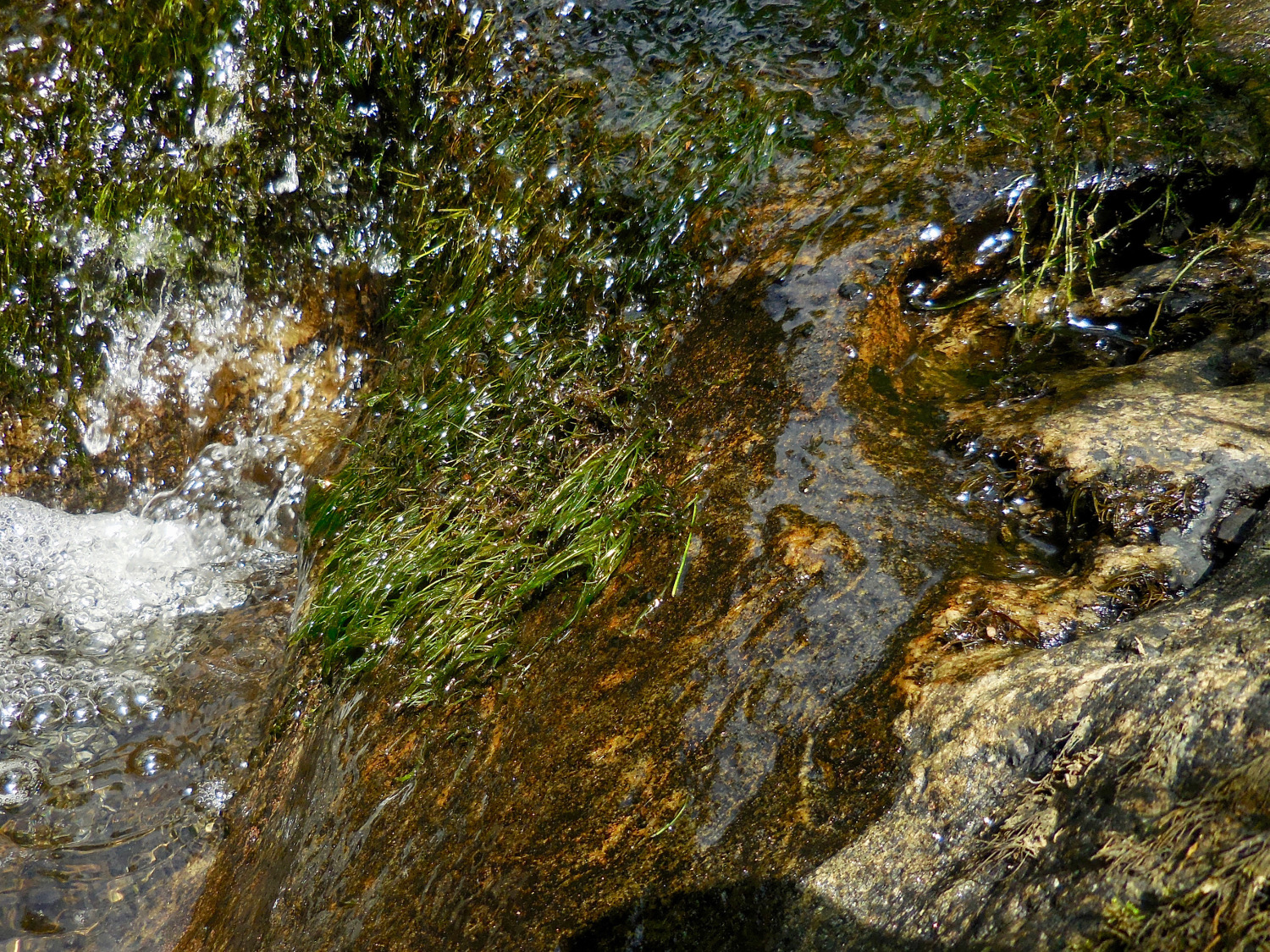 Burger's Onion: Podostemum ceratophyllum