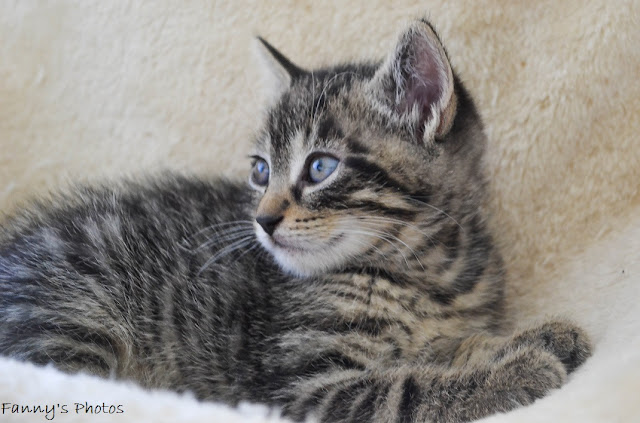 La galerie de Fanny.: Mignons chatons.