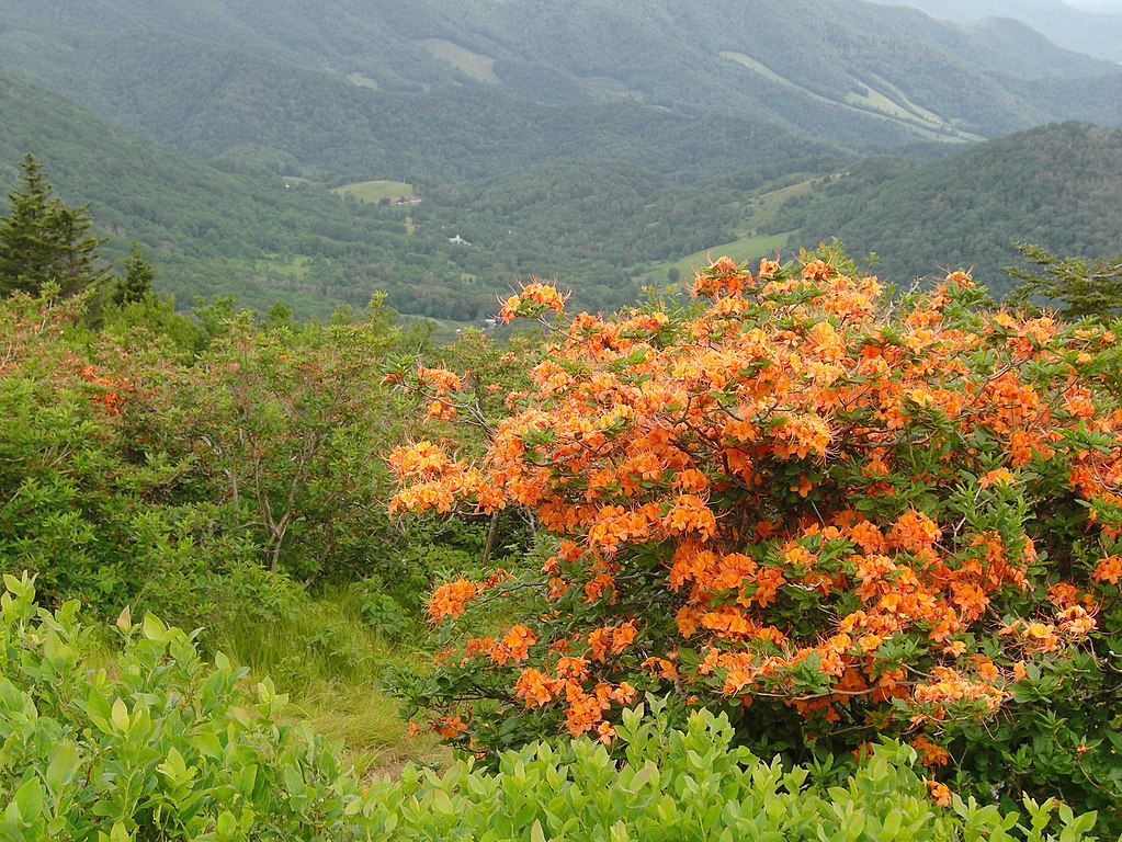 Rhododendron calendulaceum - Flame azalea care and culture | Travaldo's ...