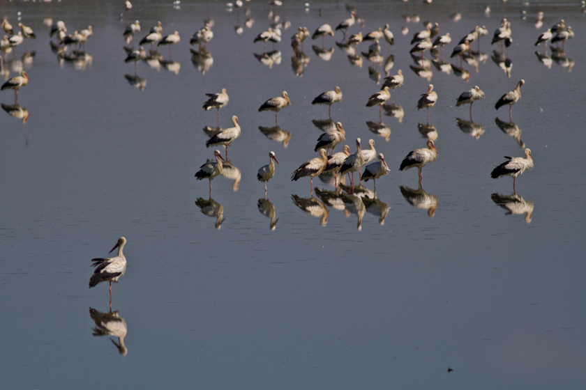 Southern Spain Part 1 - Coto Doñana with Limosa Holidays | Focusing on ...