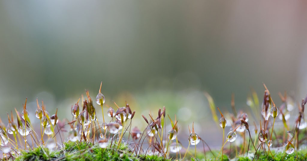 Shadows & Light: Moss