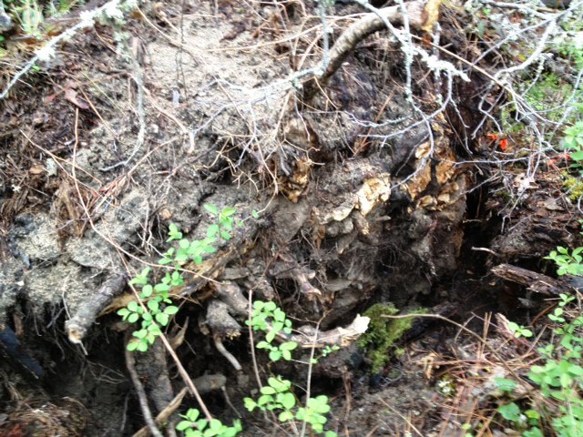 A Simple Explanation of Absolutely Everything: Lessons From Trees ...