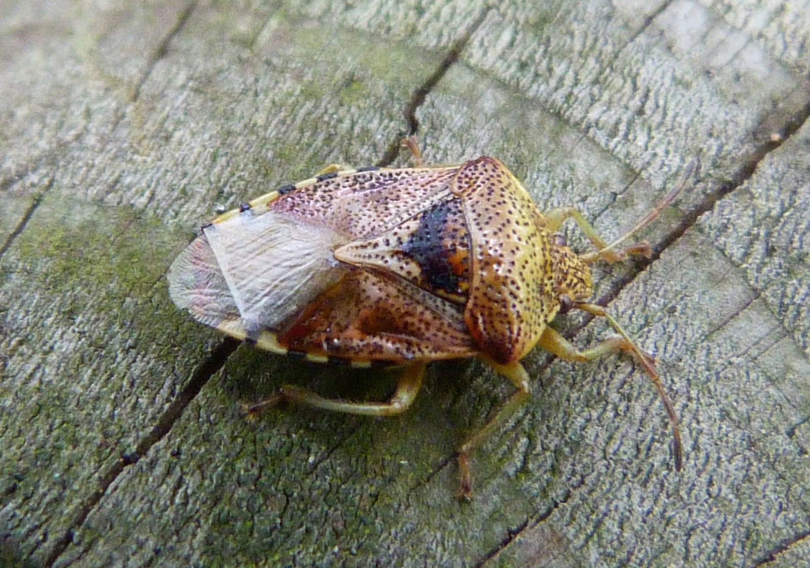 Insects of Scotland: True Bugs