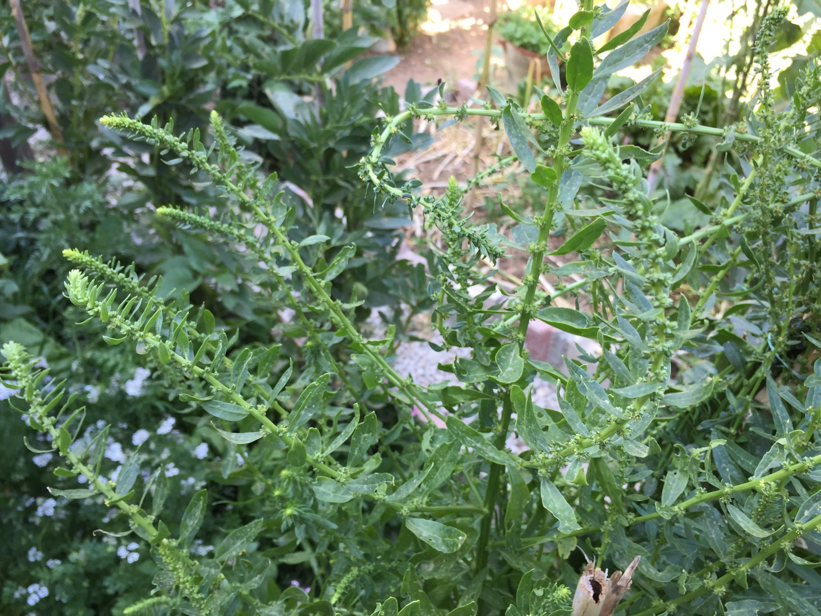 How To Grow Organic Chard