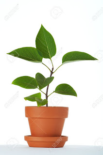 MikoWento: Usapang Halaman