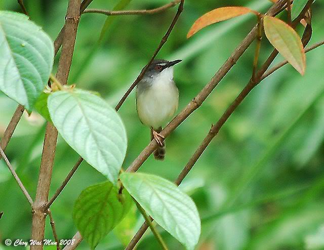 Gambar macam-macam Ciblek | Info Burung Kicauan