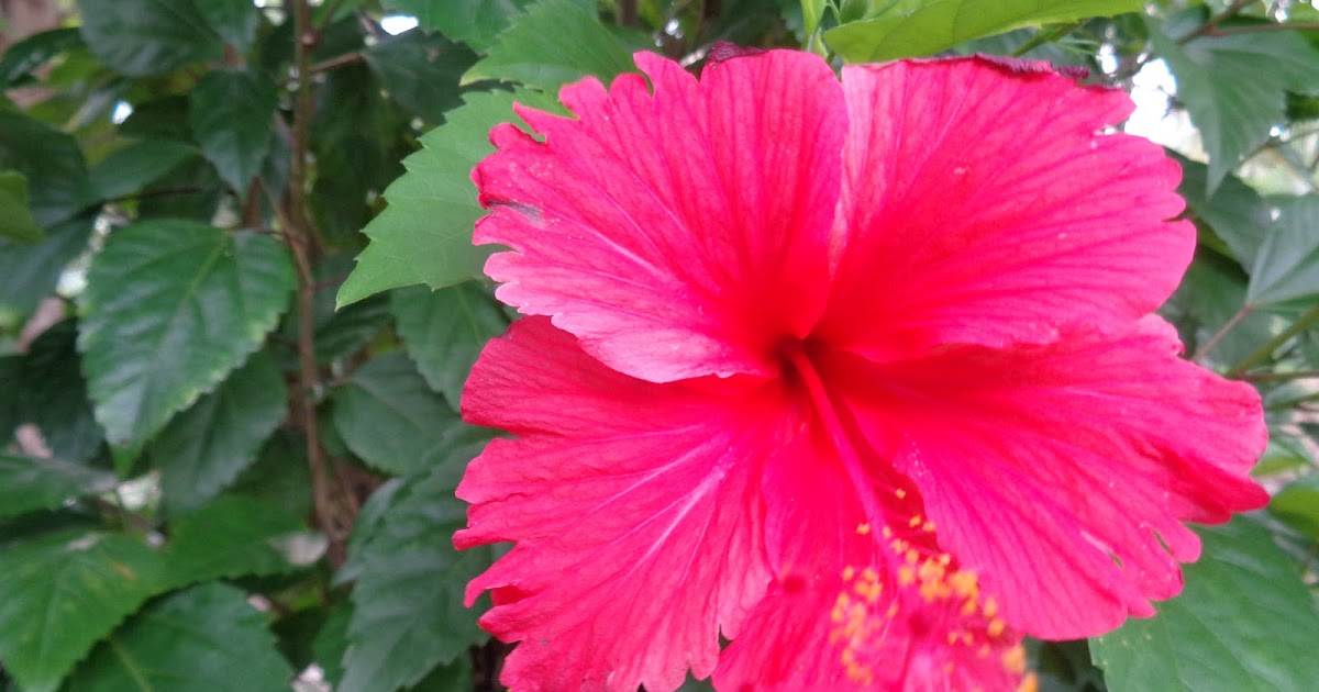 The Sri Lanka Sceneries: Wada mal