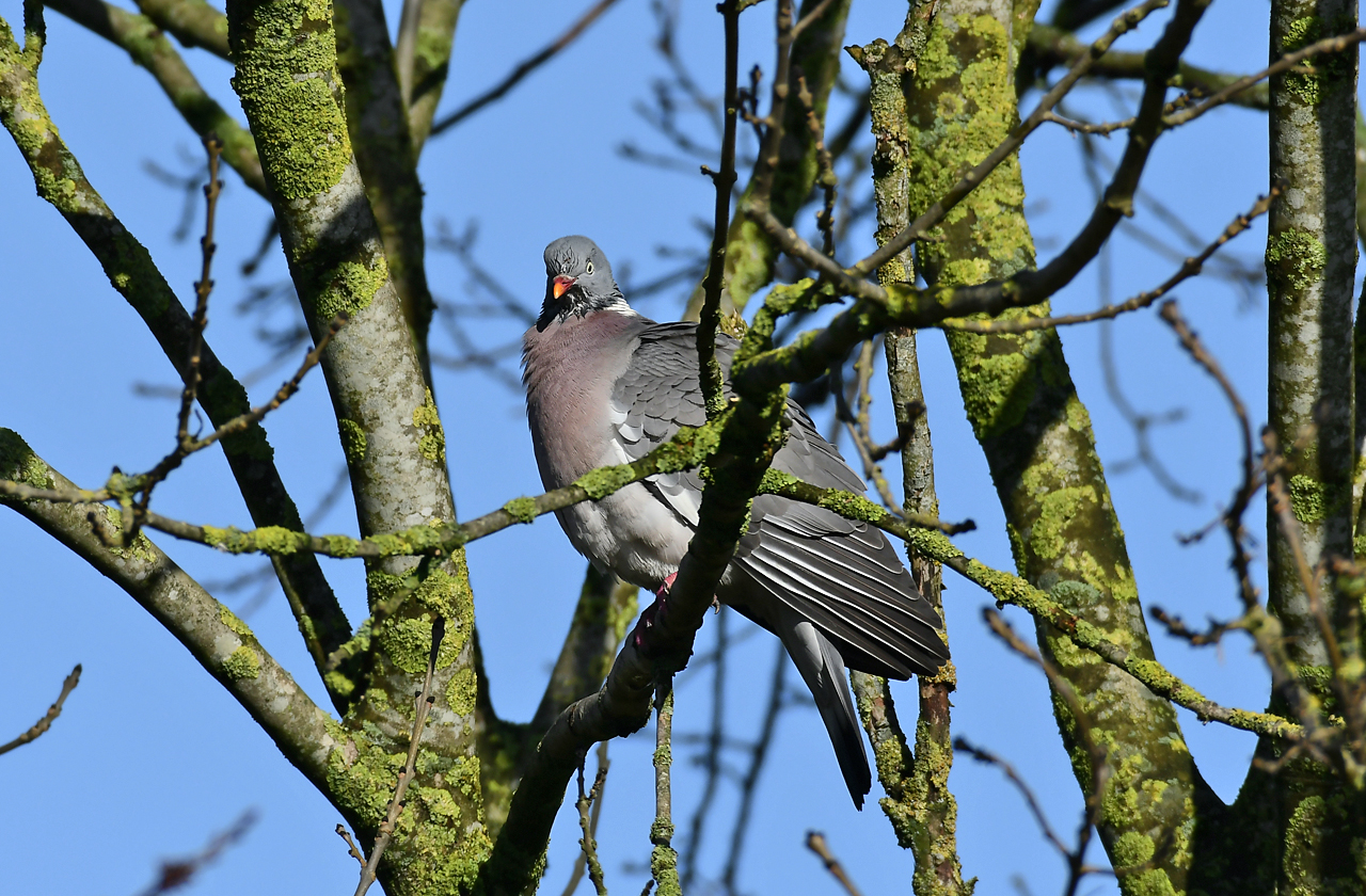 Jozef van der Heijden - Natuurfotografie: Houtduiven zitten te zonnen ...