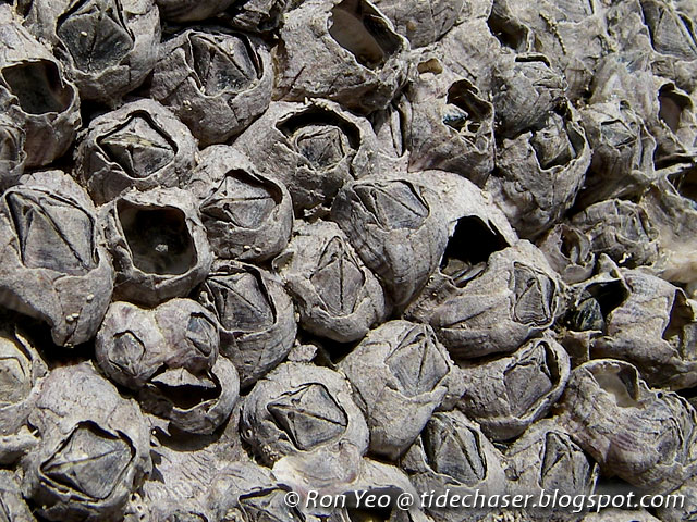 tHE tiDE cHAsER: Barnacles (Phylum Arthropoda: Infraclass Cirripedia ...