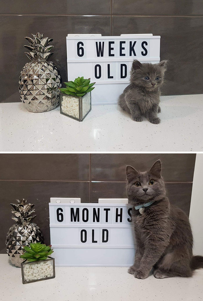 Chingum — Discover Curiosities: Amazing Transformation From Kitten To Cat