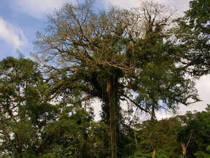 Guasimo (Guazuma ulmifolia): septiembre 2011