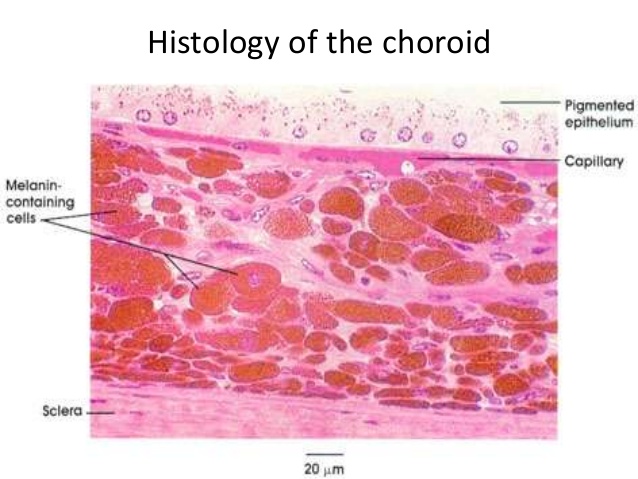 IQRO': HISTOLOGY MATA