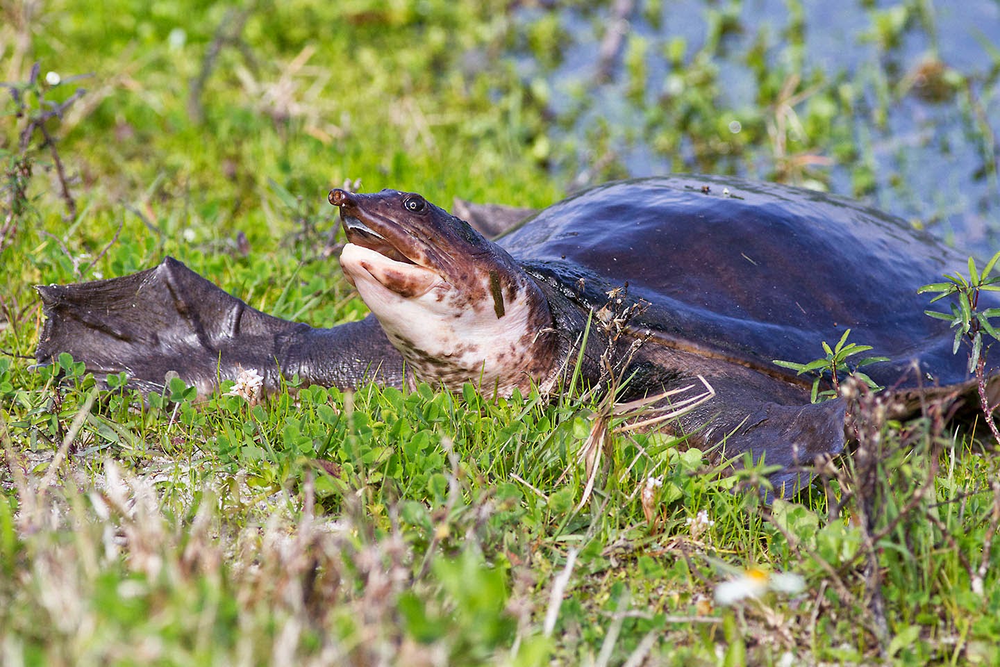 Ann Brokelman Photography: Soft Shelled Turtle. Florida Jan 2015