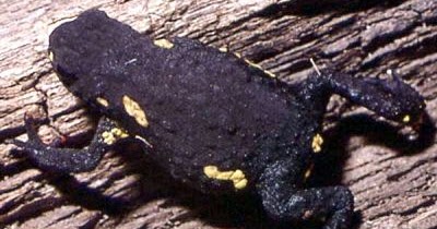 SAPITO DE DARWIN: UN PEQUEÑO ANFIBIO VENENOSO