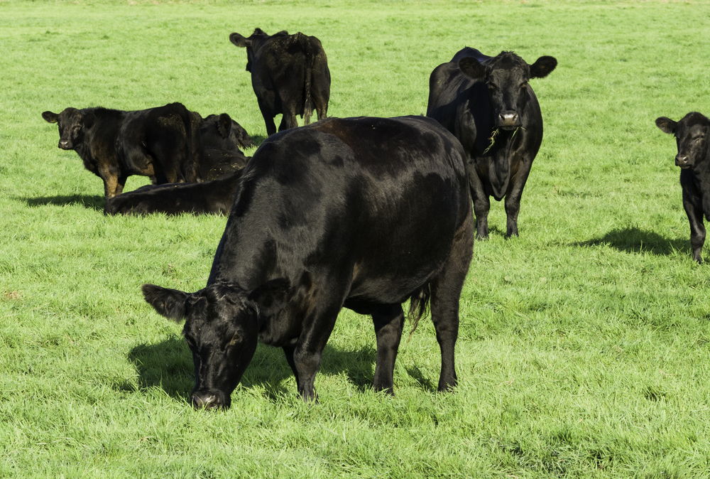 jenis jenis sapi cocok untuk penggemukan di indonesia - Elinotes review