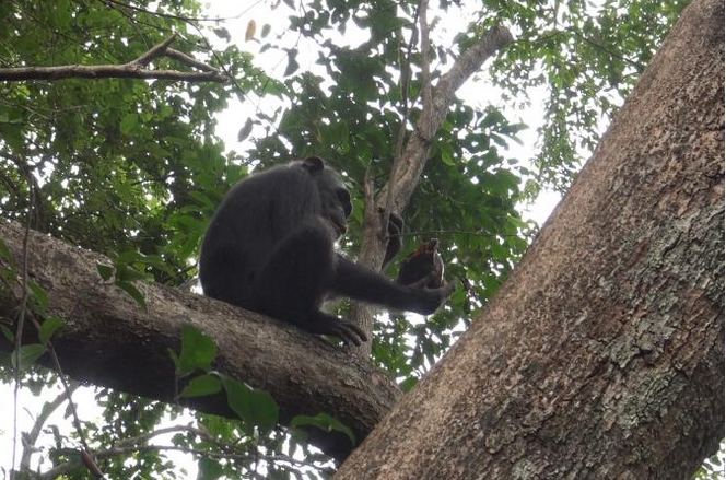 In a first, chimpanzees seen smashing and eating tortoises This is the ...