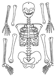 Kes Yapıştır İskelet Modeli - Aktif Sınıf