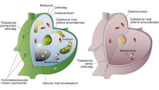 Jeppe T. K.s naturfagsblog: Plante- og dyreceller