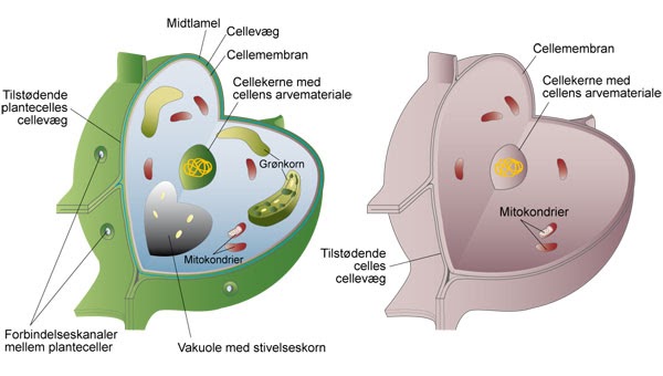 Jeppe T. K.s naturfagsblog: Plante- og dyreceller