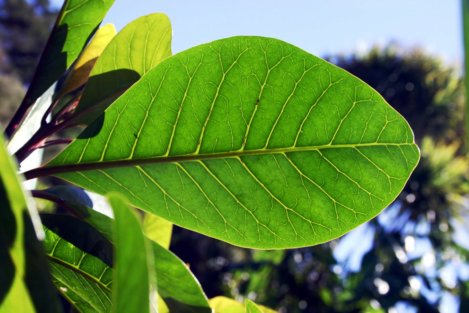Botany Word Of The Day Penninerved Having Veins Or Nerves That Botany Word Of The Day Penninerved Having Veins Or Nerves That